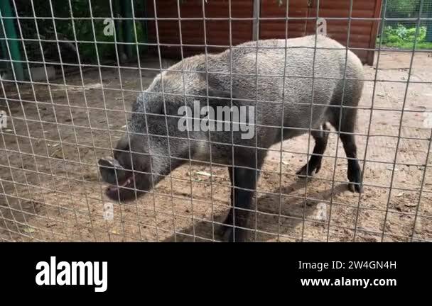 Hungry, weak and sick unhappy wild pig hog boar locked in a cage behind ...