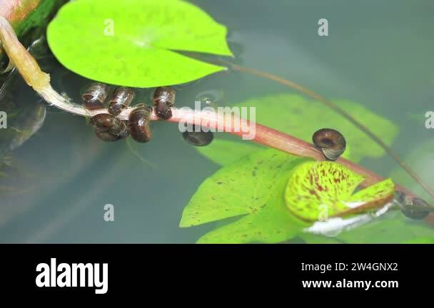 Volute snail Stock Videos & Footage - HD and 4K Video Clips - Alamy