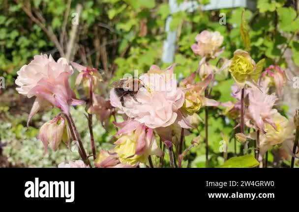 Tree bumblebee (Bombus hypnorum) on a pink aquilegia Columbine flower ...
