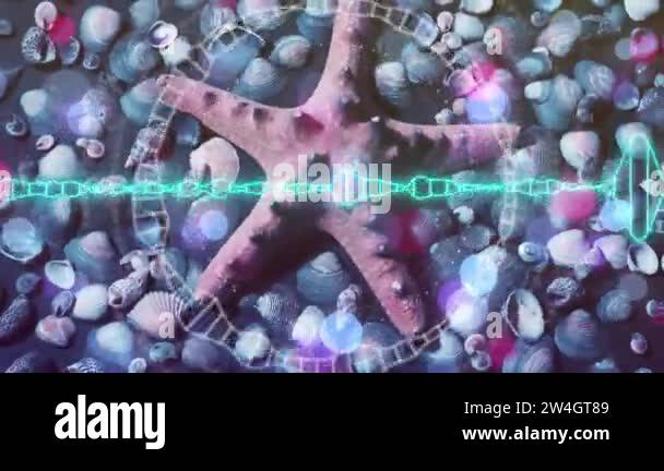 Starfish sea star shape Stock Videos & Footage - HD and 4K Video Clips ...
