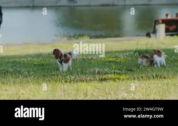 Tracking dogs Stock Videos & Footage - HD and 4K Video Clips - Alamy