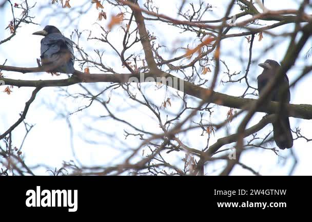 Horizontal illustrations birds Stock Videos & Footage - HD and 4K Video ...