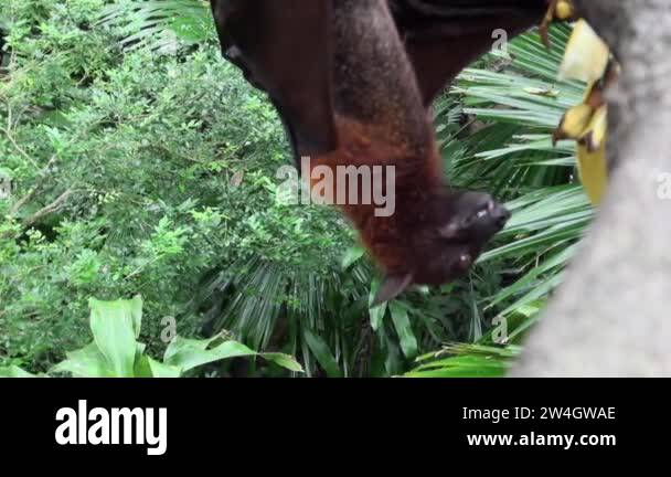 Flying fox, fruit bat, eating fruit hanging upside down from the top of ...