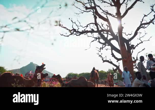 Hindu tree of life Stock Videos & Footage - HD and 4K Video Clips - Alamy