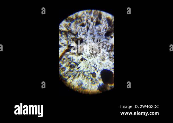 View in microscopy cell membrane of green plant background for biology ...