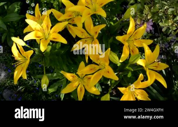 Yellow Lily shrub grows in a flower bed in the garden. Beautiful ...