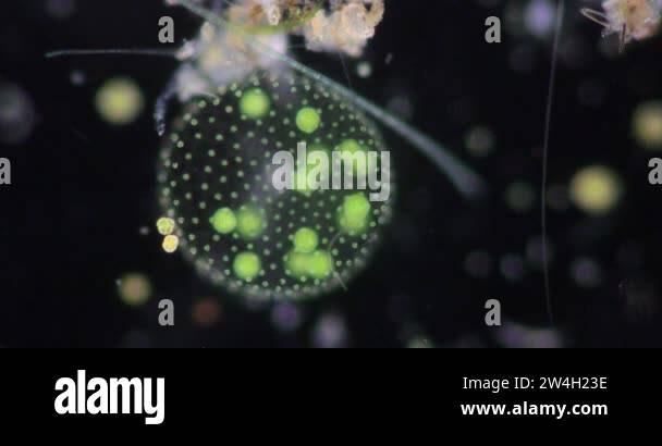 Volvox in drop of water under the microscope for classroom education ...