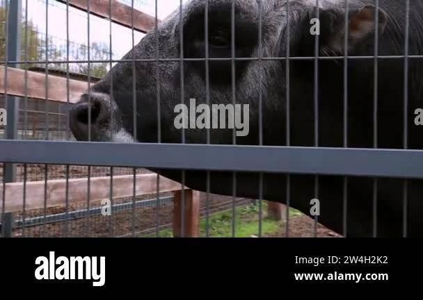 Hungarian and Ukrainian gray cows on the farm. Aboriginal breed of ...