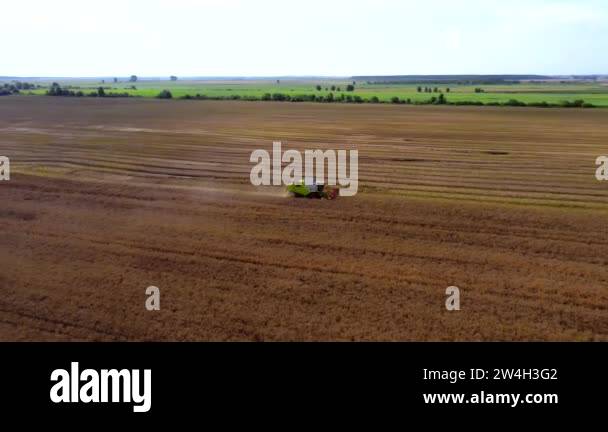 Harvesting of wheat in summer. Two harvesters working in the field ...