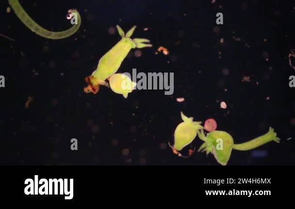 Hydra is a genus of small, fresh-water animals of the phylum Cnidaria ...