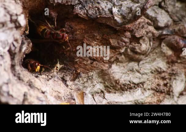 Insect wasp nest sting stinging pest danger dangerous Stock Videos ...