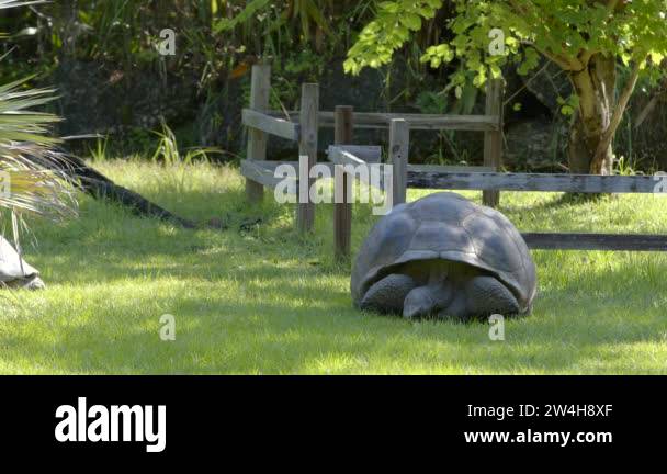 Tortuous Stock Videos & Footage - HD and 4K Video Clips - Alamy