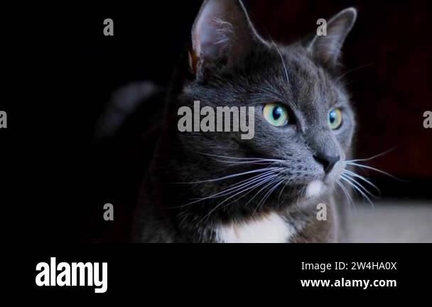 Cat facial features Stock Videos & Footage - HD and 4K Video Clips - Alamy