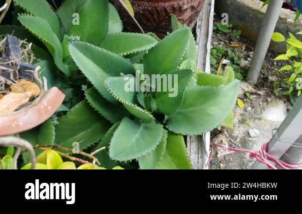 Bryophyllum pinnatum Stock Videos & Footage - HD and 4K Video Clips - Alamy