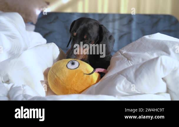 Active obedience dachshund dog plays and chews soft toy in form of ...