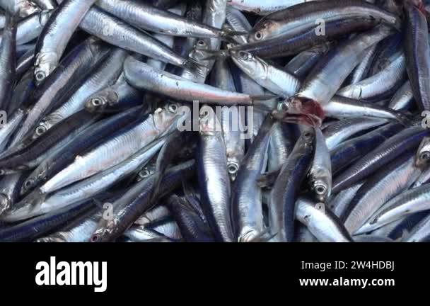 Sardines sardine pilchards fish Stock Videos & Footage - HD and 4K ...