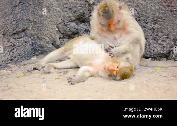 Monkey napping Stock Videos & Footage - HD and 4K Video Clips - Alamy