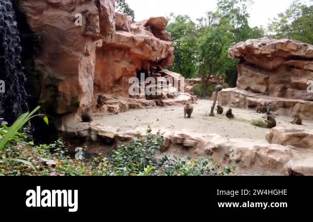 Monkey hamadryad Stock Videos & Footage - HD and 4K Video Clips - Alamy