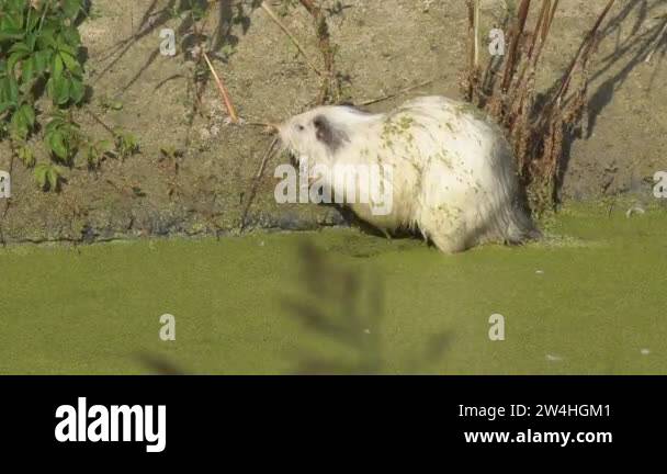 Animal nutria in the wild. Behavior and lifestyle of animal nutria in ...