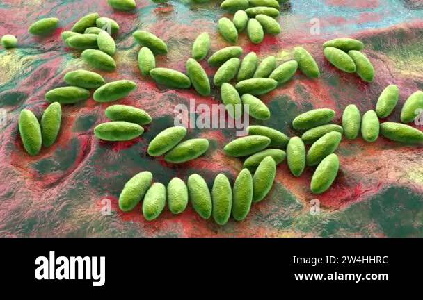 Brucella bacteria, 3D animation. Gram-negative bacteria that cause ...
