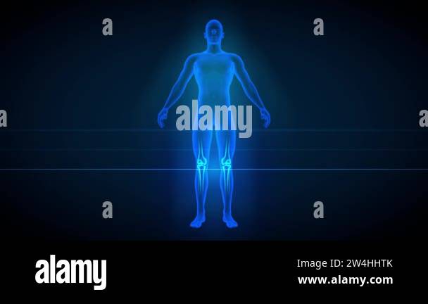 2 3D seamless looping videos in 1, male body front view - x-ray scan ...