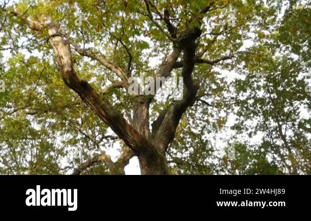 huge mighty oak tree with spreading branches panorama from top to ...