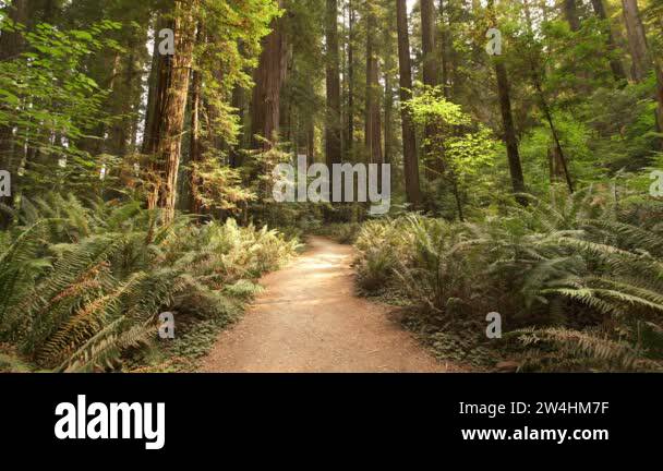 Redwood National Park Ferns and Giant Trees in Rainforest Stout Grove ...