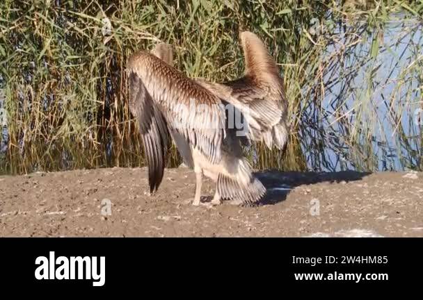 Drying its feathers Stock Videos & Footage - HD and 4K Video Clips - Alamy