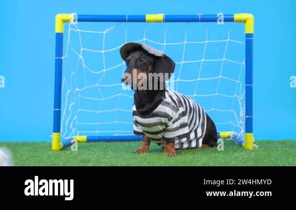 Goal cap Stock Videos & Footage - HD and 4K Video Clips - Alamy