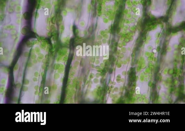 Cell structure Hydrilla, view of the leaf surface showing plant cells ...