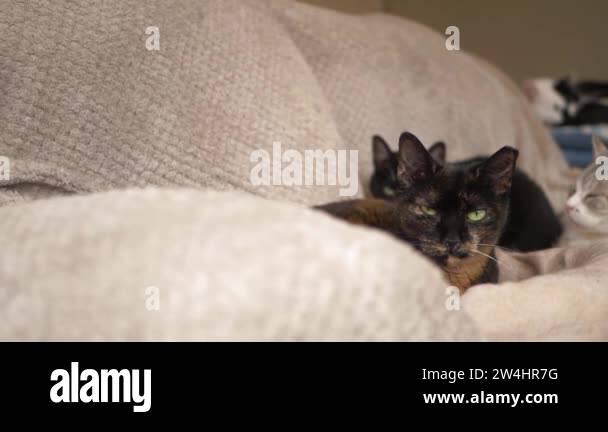 Kitten pals Stock Videos & Footage - HD and 4K Video Clips - Alamy