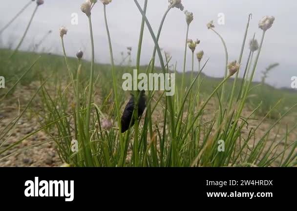 Desert insects Stock Videos & Footage - HD and 4K Video Clips - Alamy