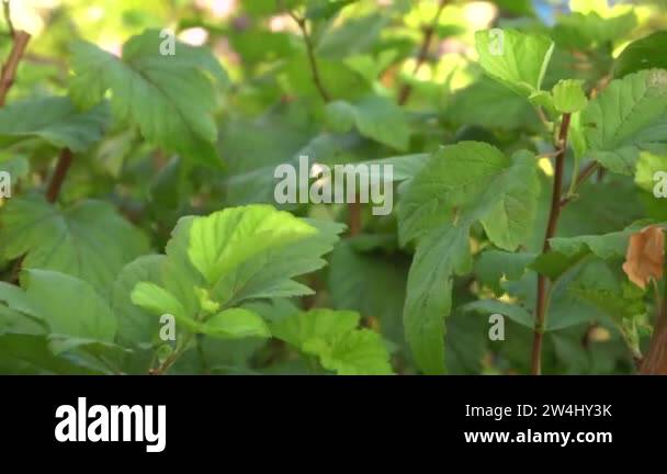 Green bush texture background Stock Videos & Footage - HD and 4K Video ...
