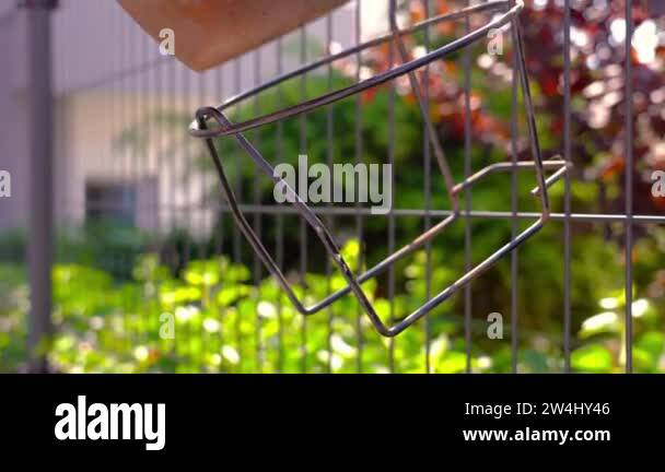 Natural plant support Stock Videos & Footage - HD and 4K Video Clips ...