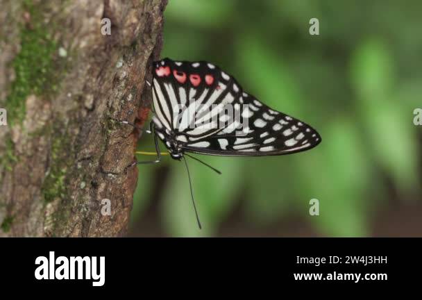 Red sap tree Stock Videos & Footage - HD and 4K Video Clips - Alamy