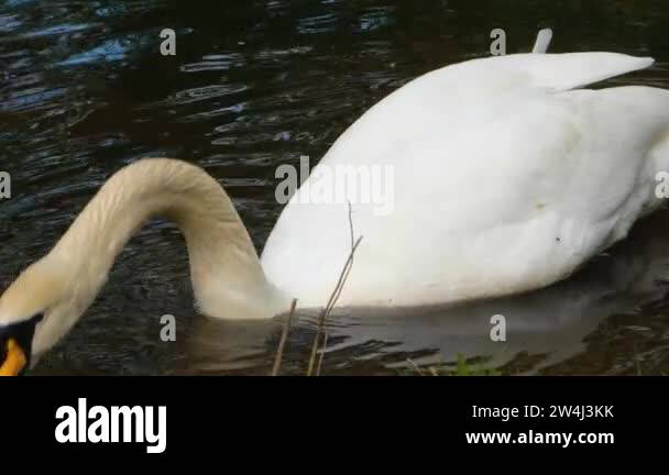 Swan slowly floating on dark river water, sticking his head underwater ...