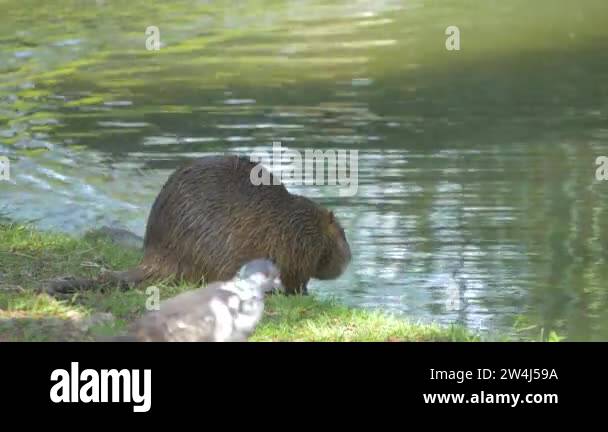 Beavers in water Stock Videos & Footage - HD and 4K Video Clips - Alamy