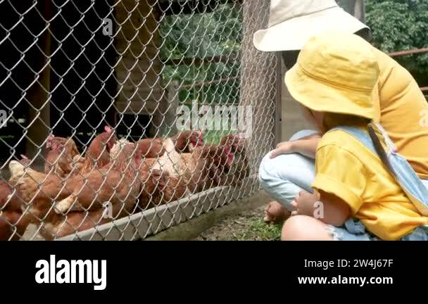 Asian family feeding chickens inside of traditional free range poultry ...