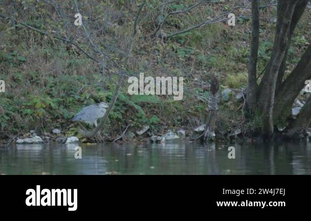Sea bird long neck Stock Videos & Footage - HD and 4K Video Clips - Alamy
