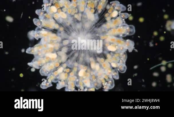 The rotifers commonly called wheel animals or wheel animalcules, make ...