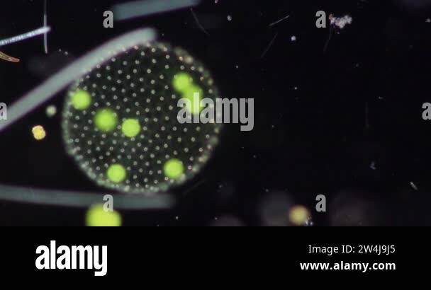 Volvox in drop of water under the microscope for classroom education ...