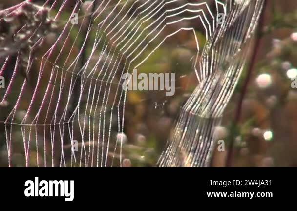 Spider snare Stock Videos & Footage - HD and 4K Video Clips - Alamy