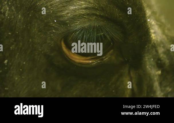 Dear eye Stock Videos & Footage - HD and 4K Video Clips - Alamy