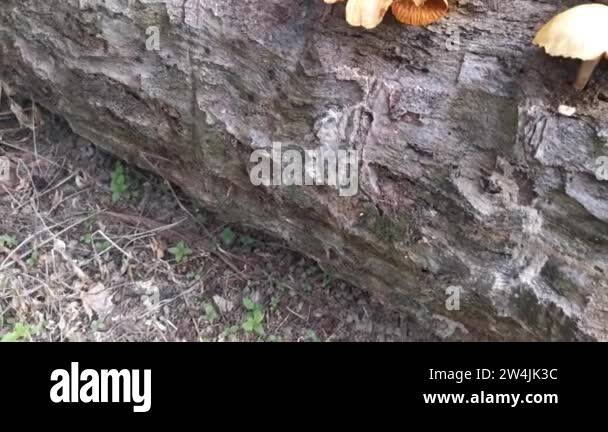footage of the clusters of inedible dying fungi growing on the palm ...