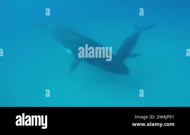 Newborn humpback whale cub swims next to mother underwater in Pacific ...