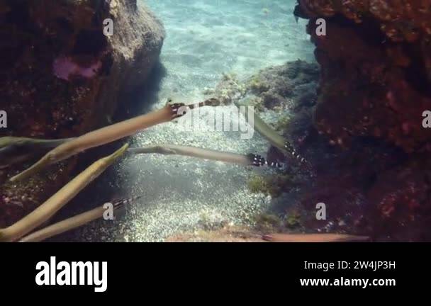 Fascinating fish Stock Videos & Footage - HD and 4K Video Clips - Alamy