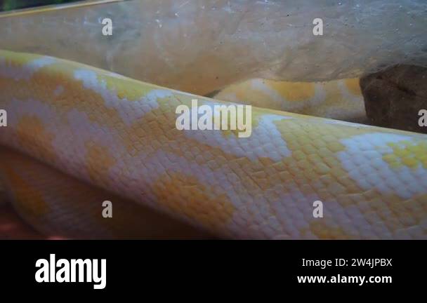 The albino royal yellow python changes skin. The Pythonidae is a family ...
