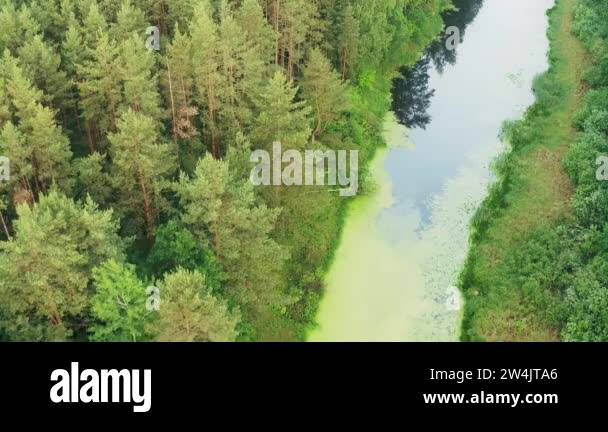 4K Aerial View Of Green Forest Landscape With Pine Woods And Small Bog ...