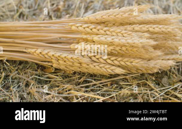 Rye hay Stock Videos & Footage - HD and 4K Video Clips - Alamy