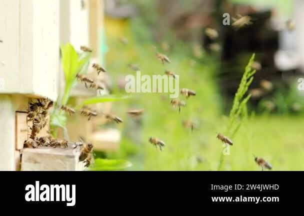 Swarm of honey bees (Apis mellifera)carrying pollen and flyingto the landing board of hive in an ...